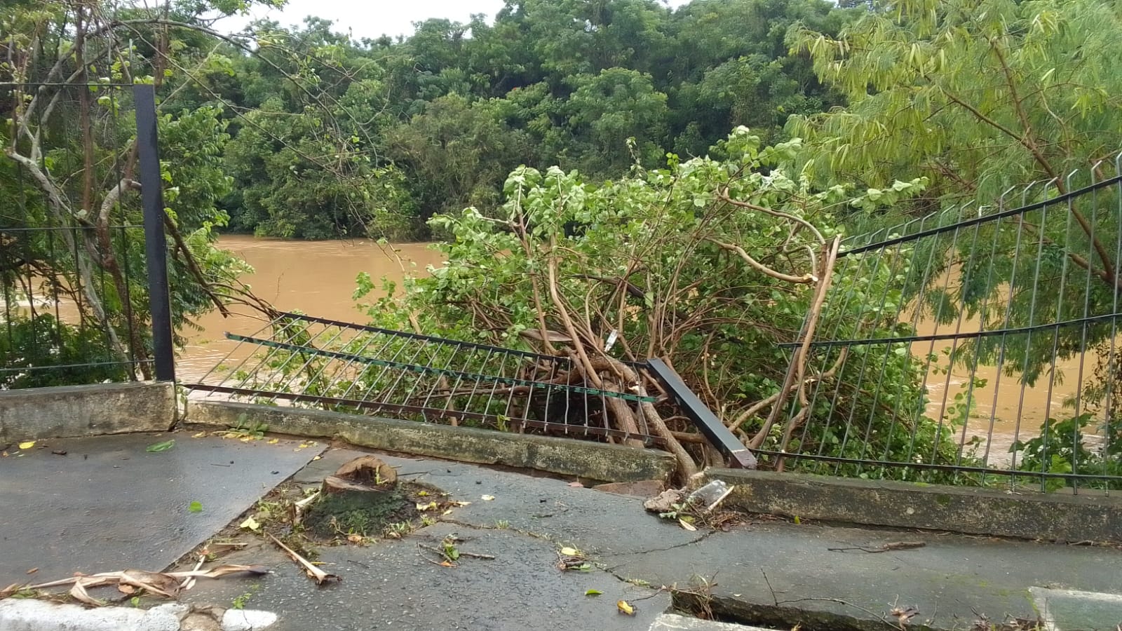 Temporal derruba dezenas de árvores em Pindamonhangaba